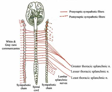 Module - Autonomics of the Abdomen